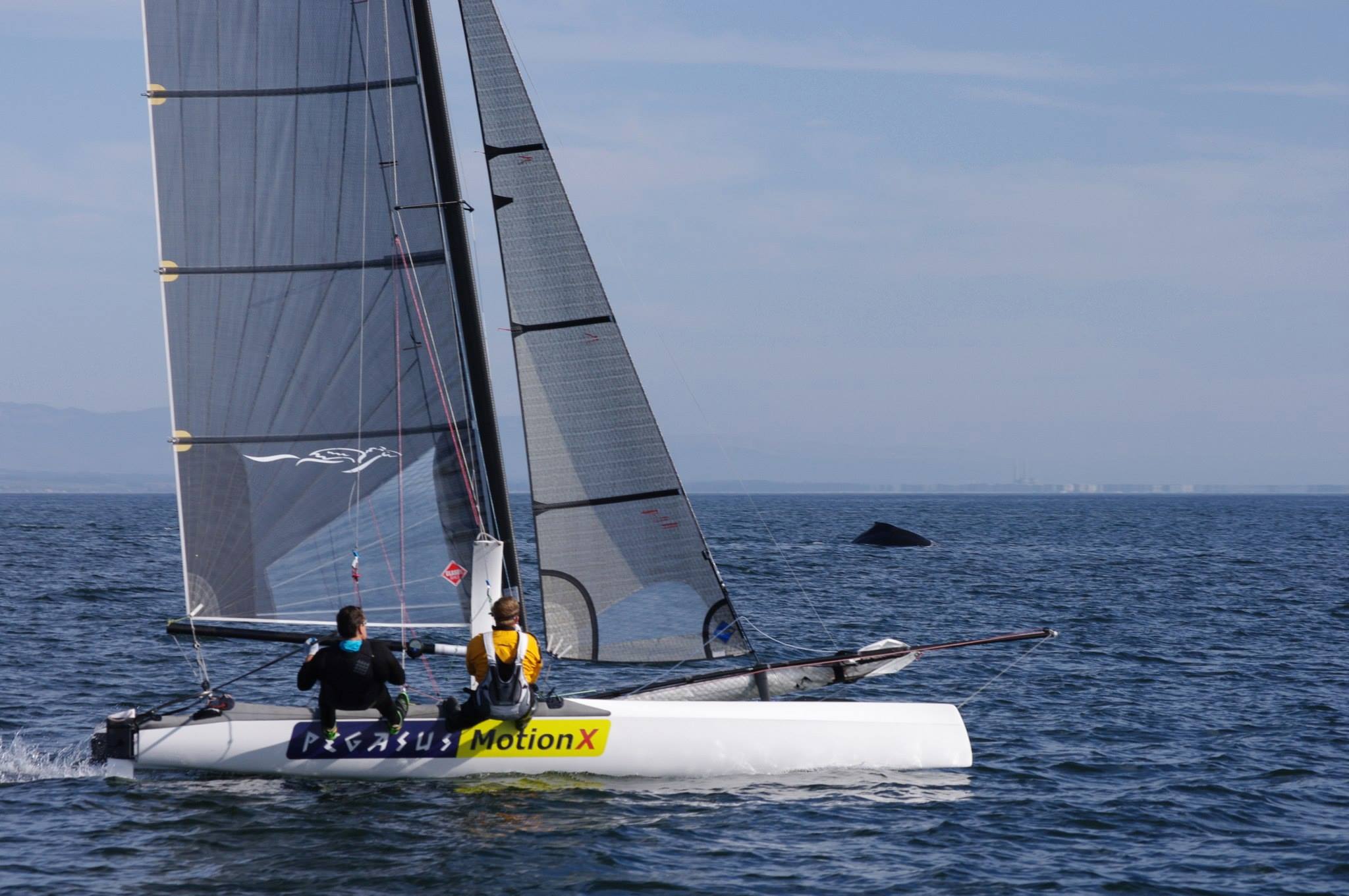 MotionX-Foiling Catamaran, Whale and Catamaran Encounter – Pegasus-AI