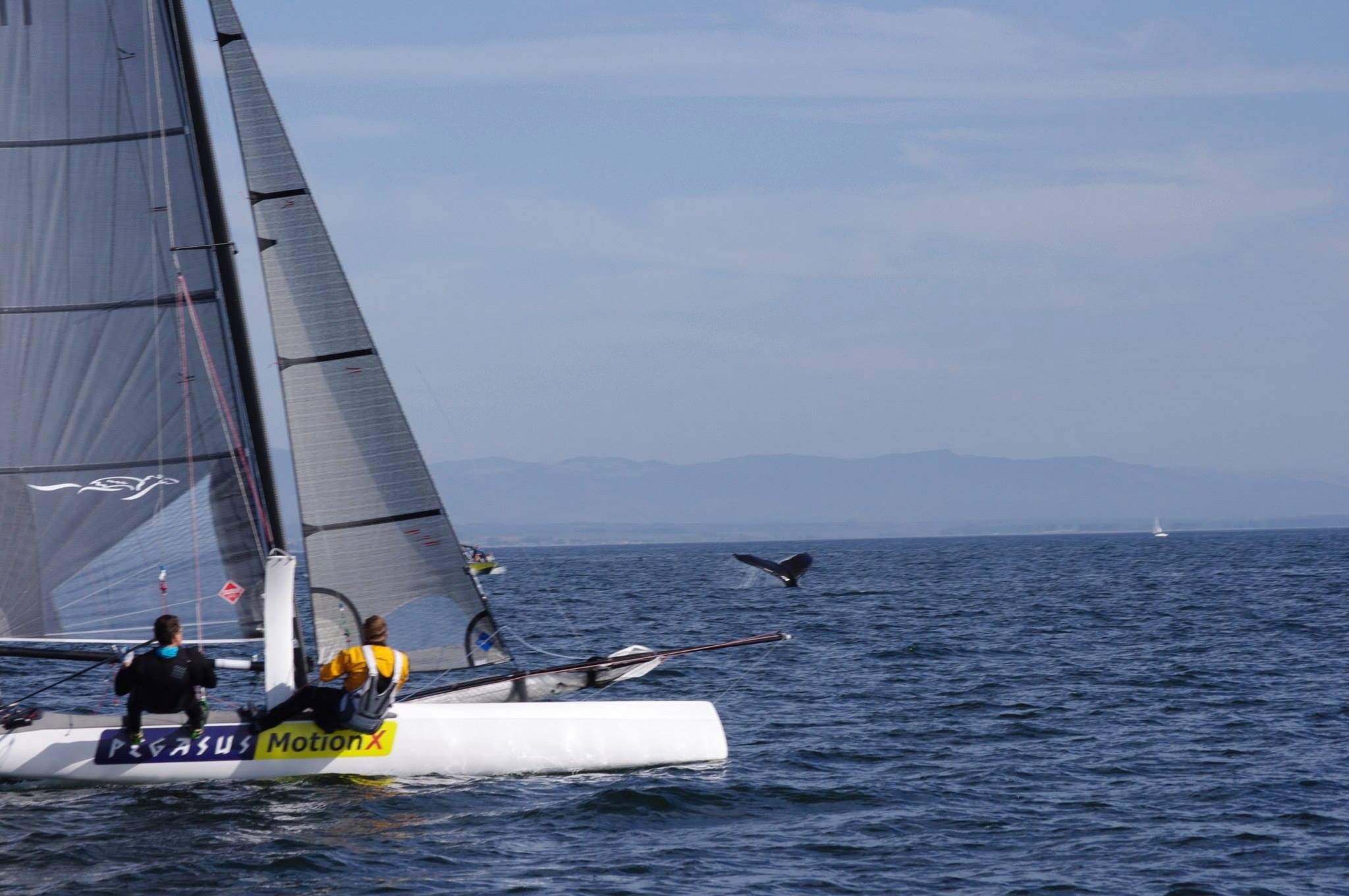MotionX-Foiling Catamaran, Whale and Catamaran Encounter – Pegasus-AI